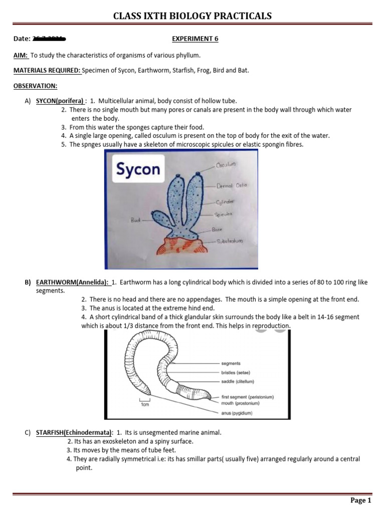 Class IX Biology Practical Work | PDF | Sponge | Seed