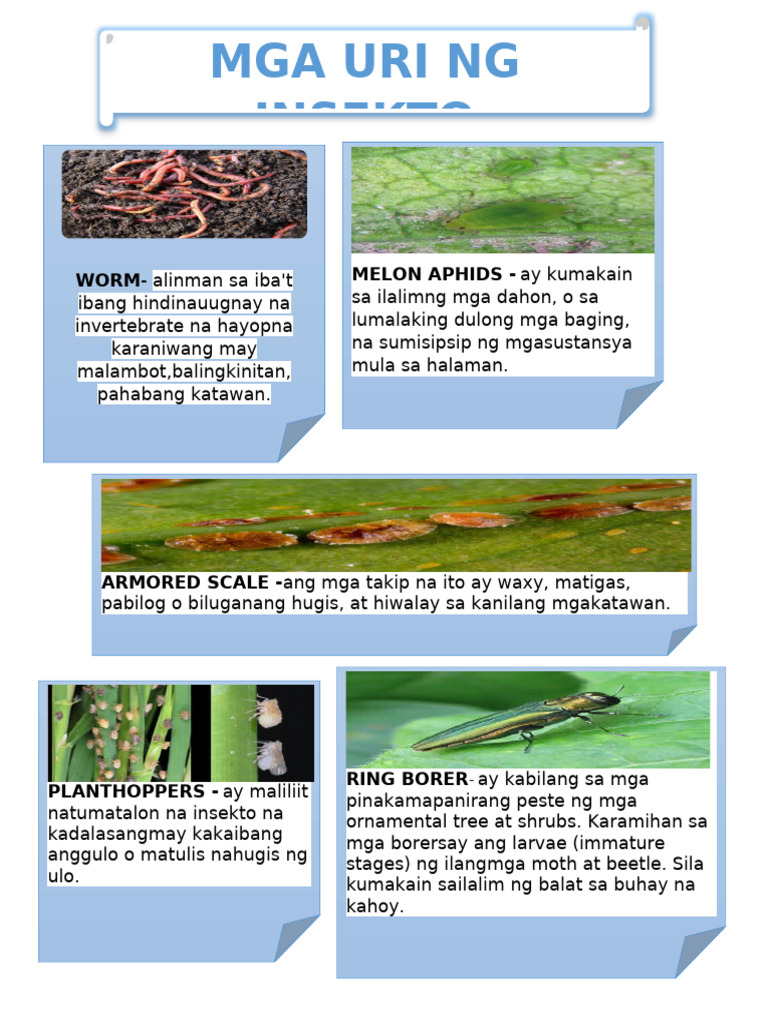 CEAN URI NG INSEKTO | PDF