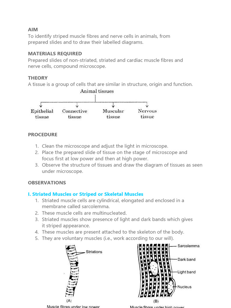 09 Animal Tissues Practical 250114 184746 | PDF | Muscle | Axon 09 Animal Tissues Practical 250114 184746 | PDF | Muscle | Axon