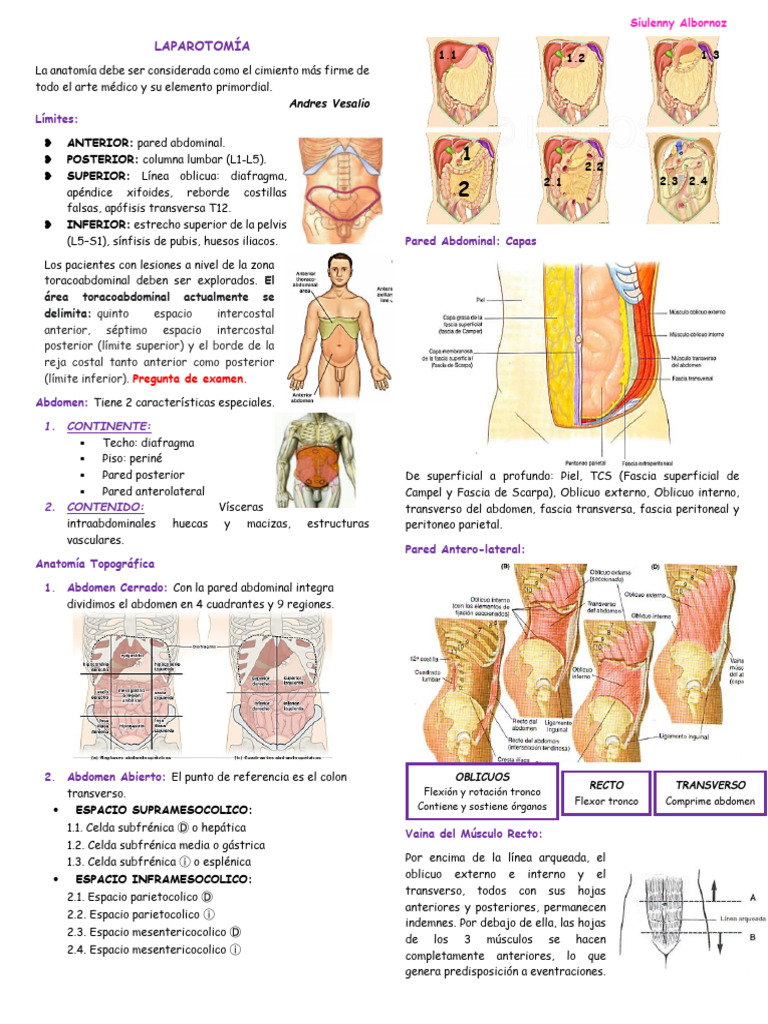 T14. Laparatomía | PDF | Abdomen | Especialidades Medicas