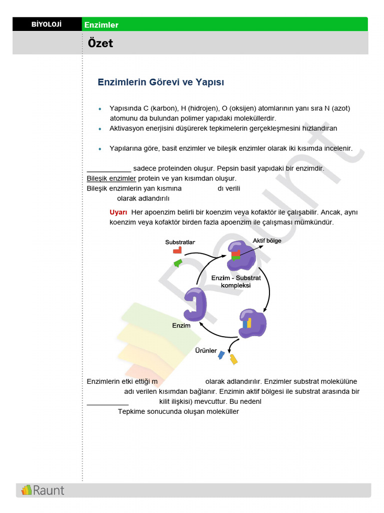 Enzimler Ozet | PDF
