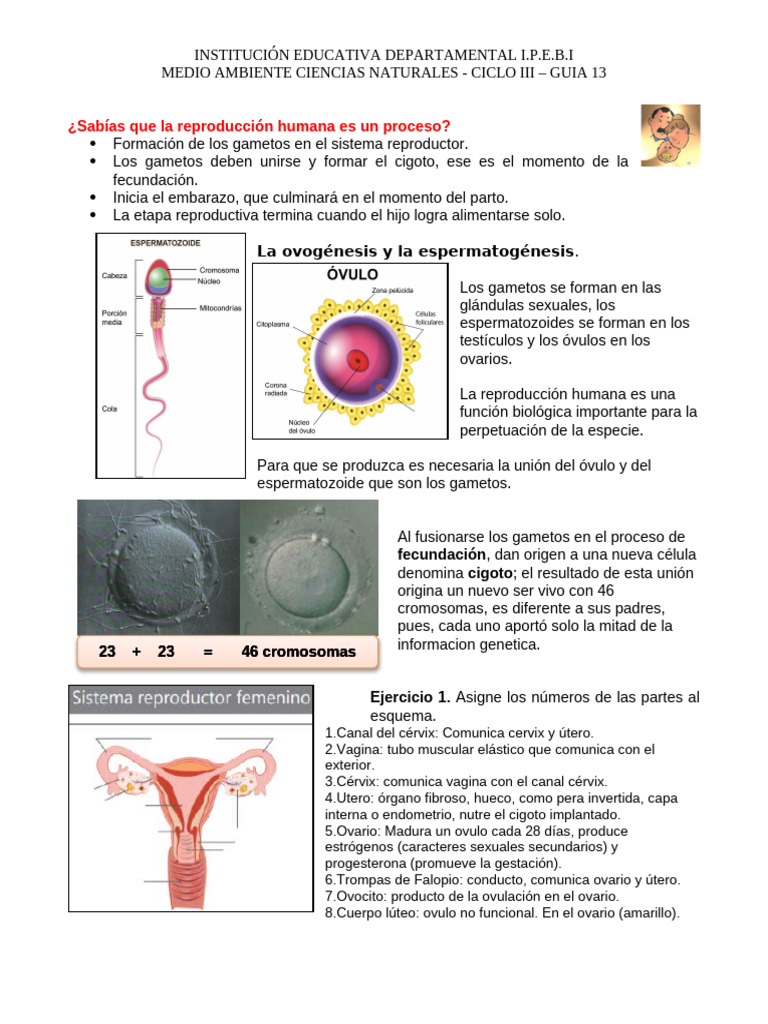 Reproducción Humana y Gametogénesis | PDF | Reproducción humana | Sexo