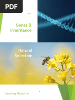 Branching Key Worksheet for Animals | PDF | Invertebrate | Zoology