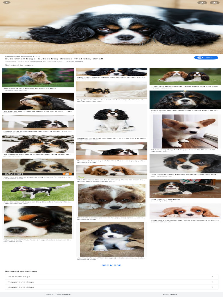 Cute Dogs - Google Search | PDF | Dogs | King Charles Spaniel
