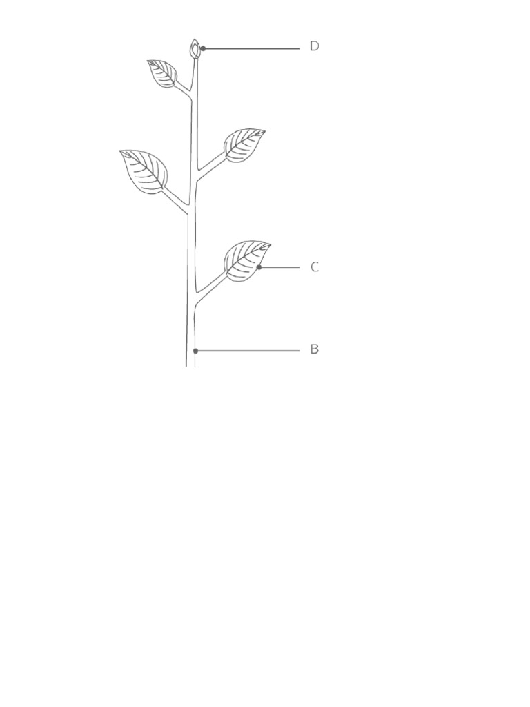 PLANTE | PDF