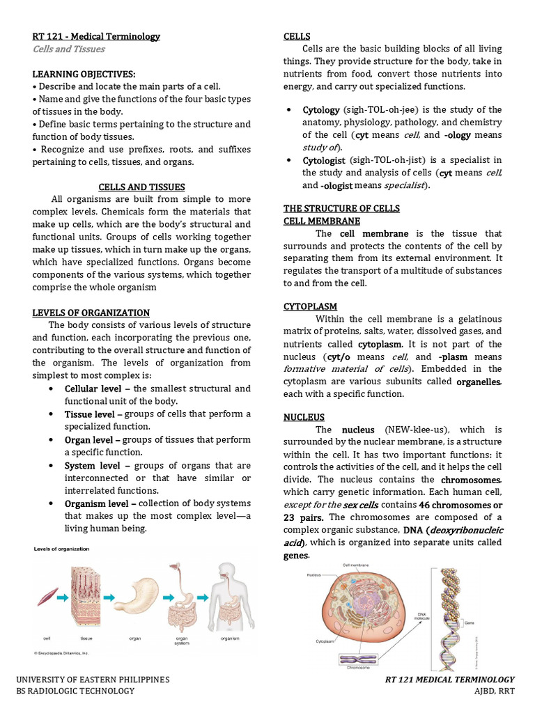 RT 121 - Medical Terminology 2 | PDF | Tissue (Biology) | Connective Tissue