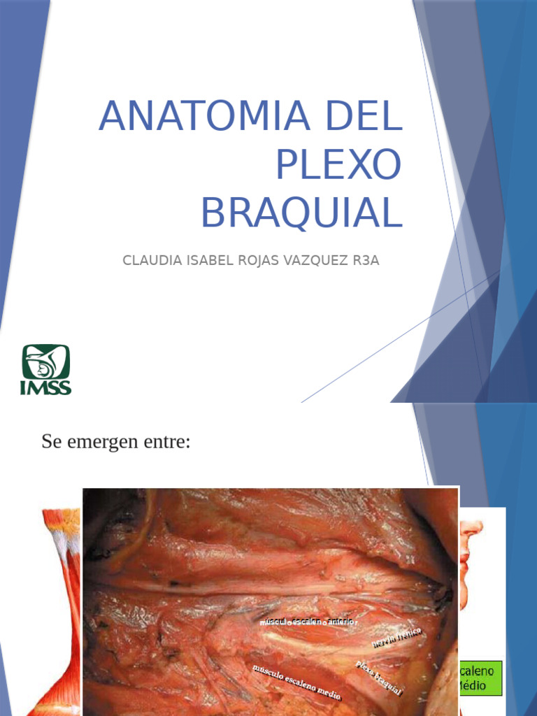 Anatomia Del Plexo Braquial2 | PDF | Neuroanatomía | Sistema nervioso