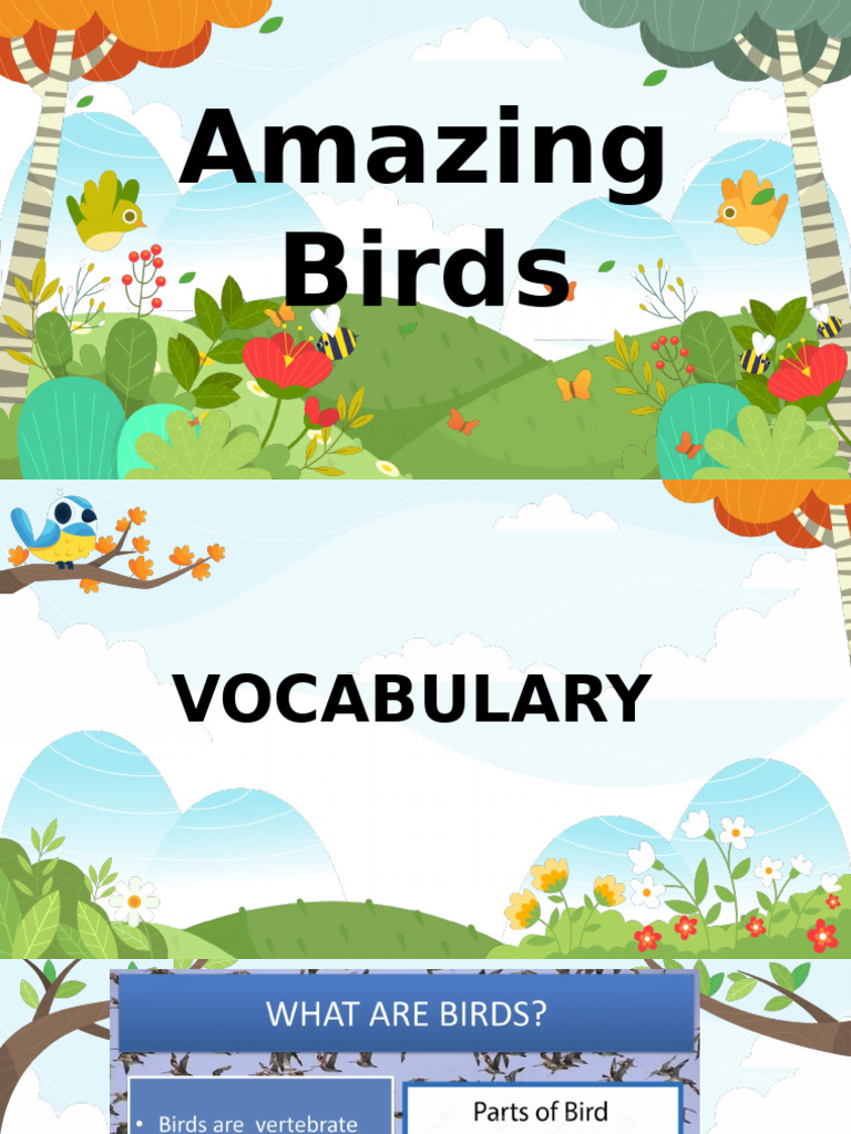 Amazing Birds Vocabulary Guide | PDF