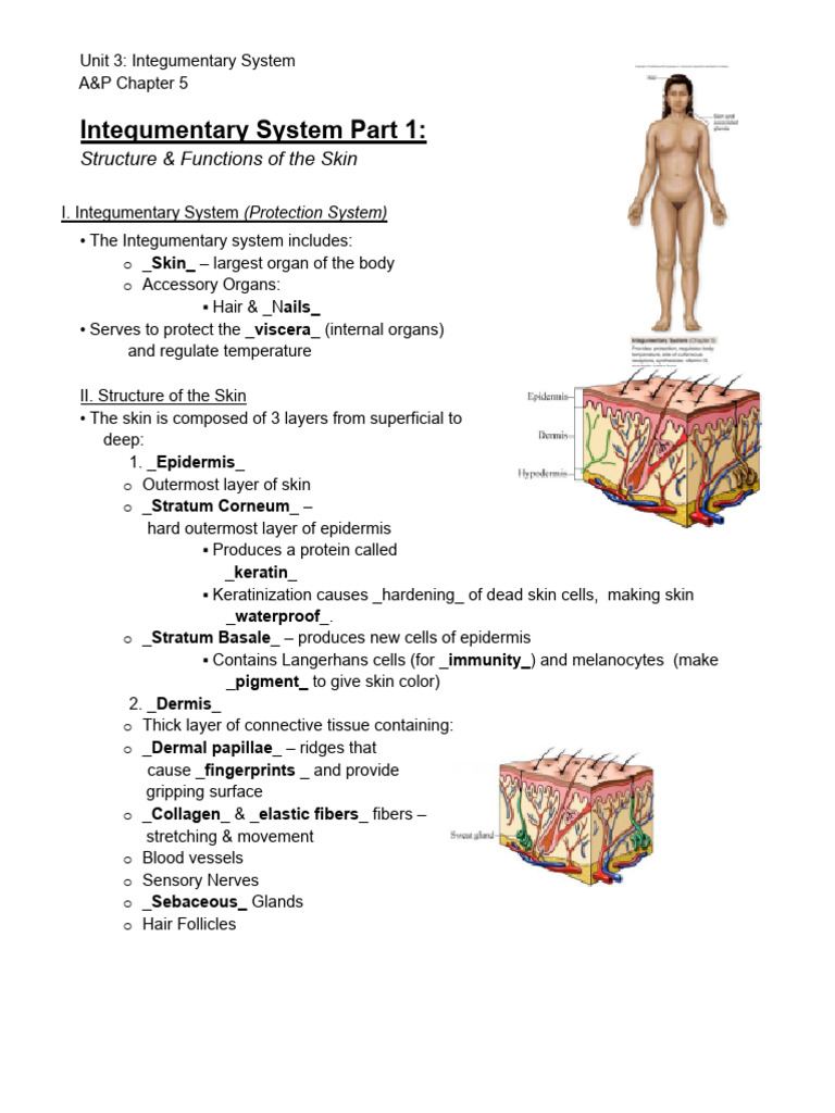 Integumentary System Notes PT 1 | PDF | Skin | Integumentary System