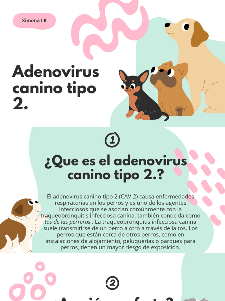 Adenovirus Canino Tipo 2: Información Clave | PDF | Bronquitis | Tos