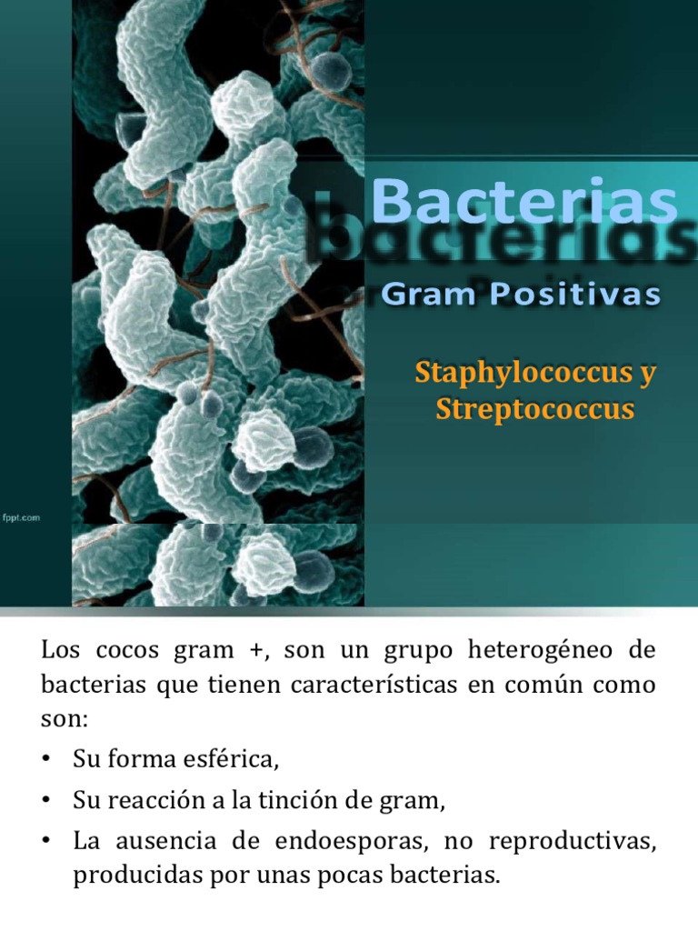 Staphylococcus, Streptococcus ENERO 2025 | PDF | Estreptococo | Staphylococcus Aureus
