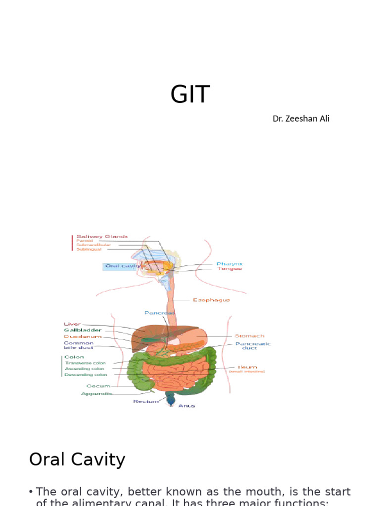 Git | PDF | Stomach | Gastrointestinal Tract