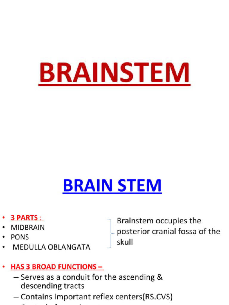 Brainstem | PDF