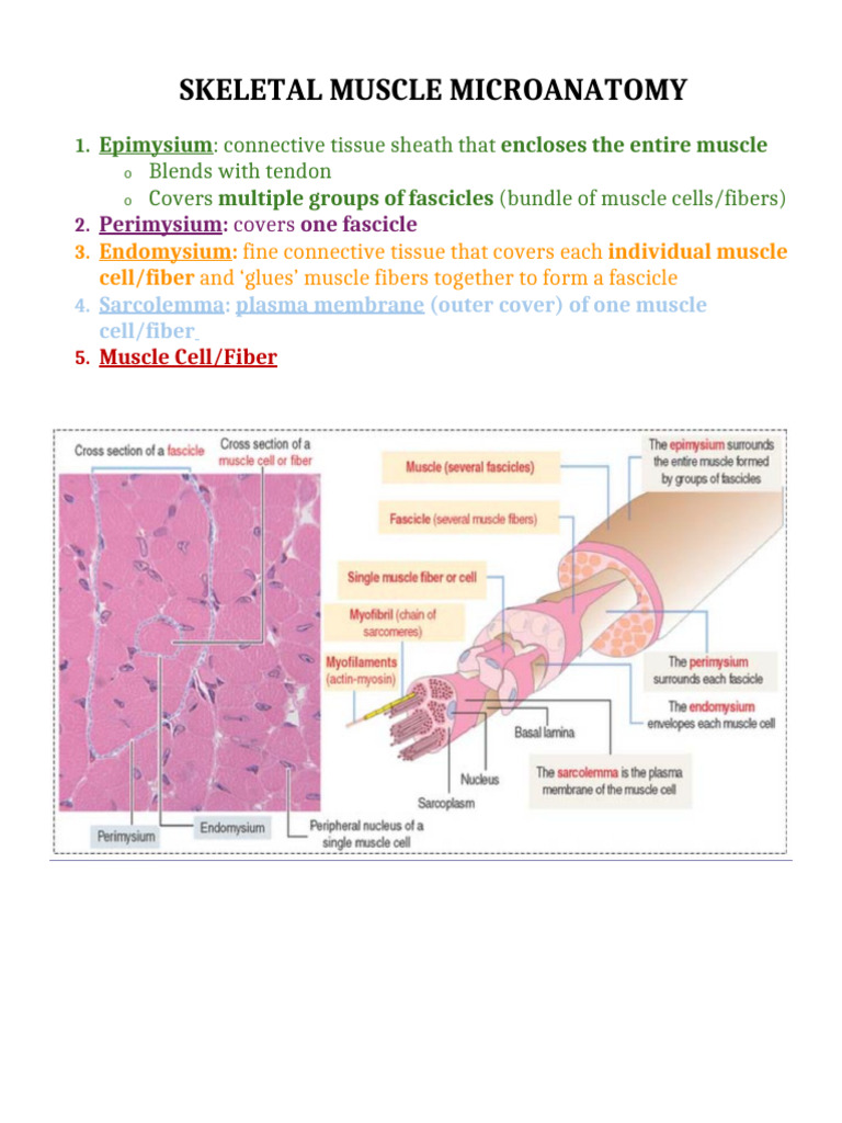 Skeletal Muscle Microanatomy | PDF | Muscle Contraction | Skeletal Muscle