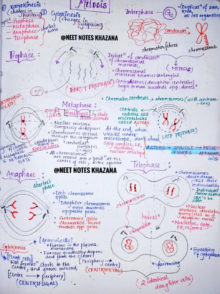 Cell Division Class 11 | PDF