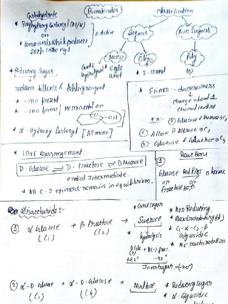 Biomolecules and Enzyme Notes Class 11 | PDF