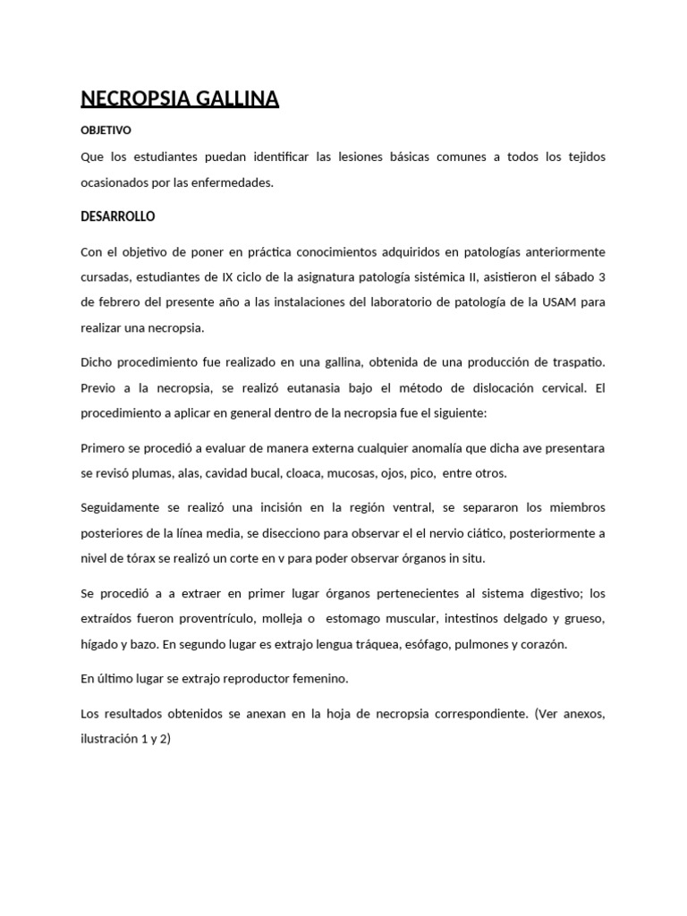 Necropsia de Gallina: Procedimiento y Hallazgos | PDF | Aves | Sistema ...