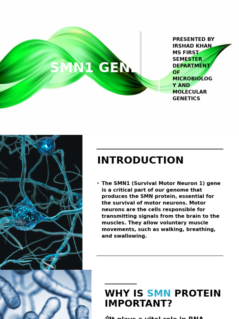 SMN1 GENE | PDF | Life Sciences | Diseases And Disorders