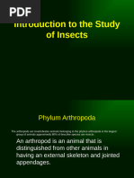 Insect Order Dichotomous Key | PDF | Insects | Arthropods