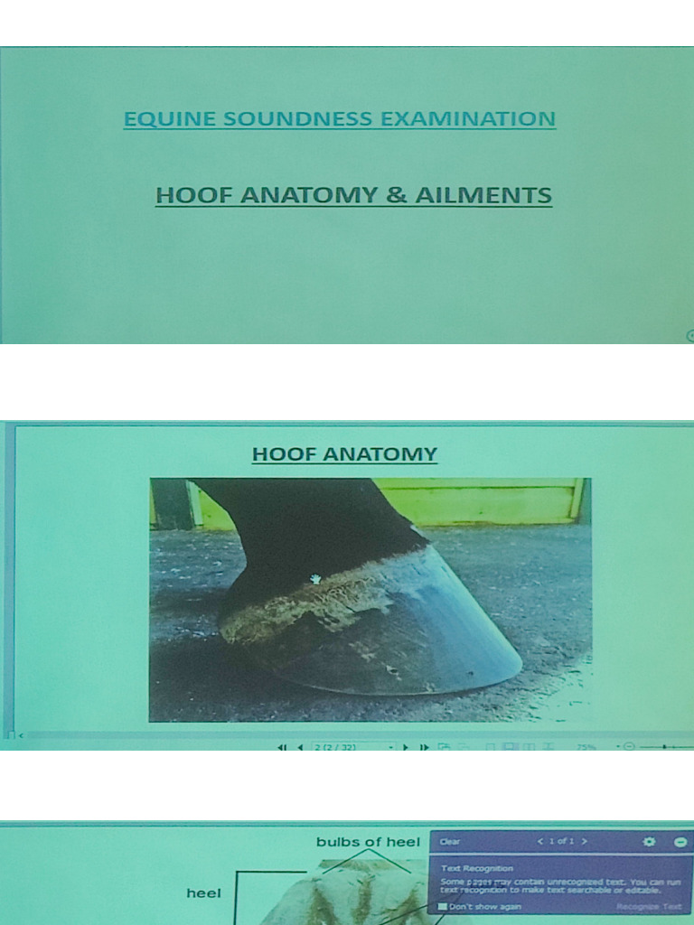 12 - Hoof Anatomy & Ailments | PDF