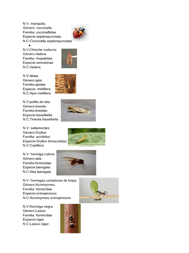 Nombres y Clasificación de Insectos | PDF