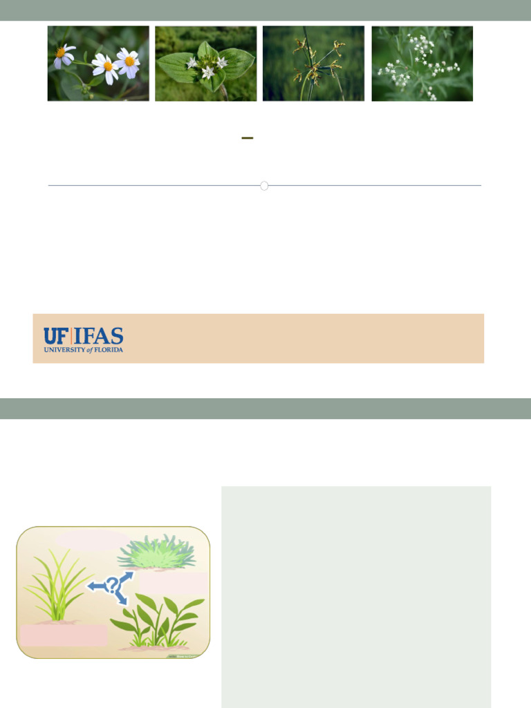Weed_identification | PDF | Leaf | Weed
