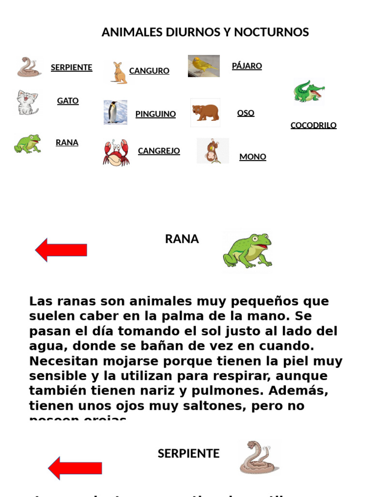 Animales Diurnos y Nocturnos: Guía Completa | PDF | Osos | Aves