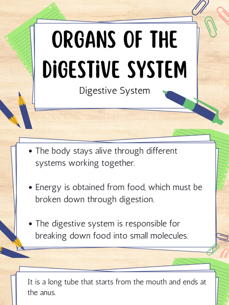 Organs of The Digestive System | PDF