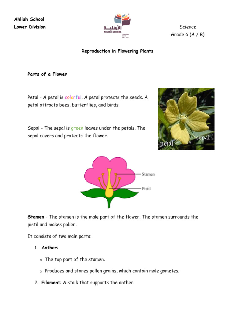Flowering Plant Reproduction Explained | PDF | Flowers | Fertilisation