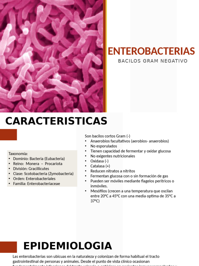 Enterobacterias | PDF | Escherichia coli | Diarrea
