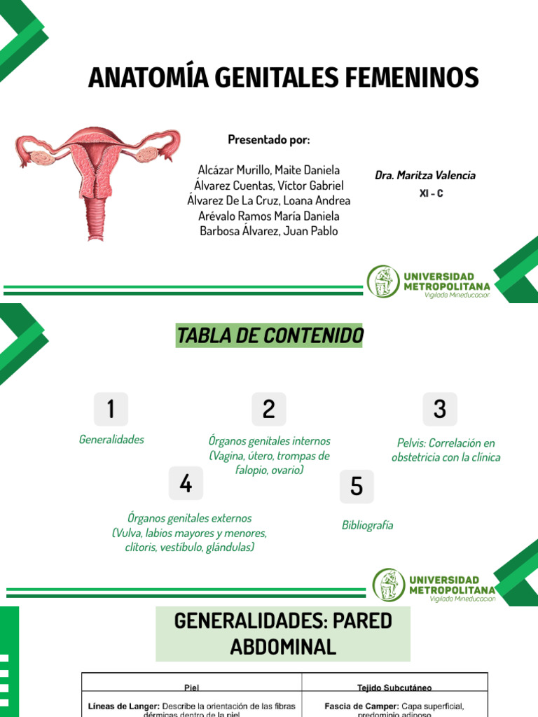 Anatomía Genitales Femeninos | PDF | Útero | Ovario