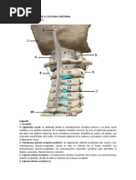 Articulaciones y Ligamentos de La Columna | PDF