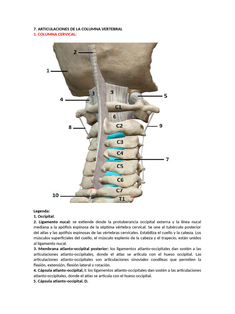Articulaciones de La Columna Vertebral | PDF | La columna vertebral | Vértebra