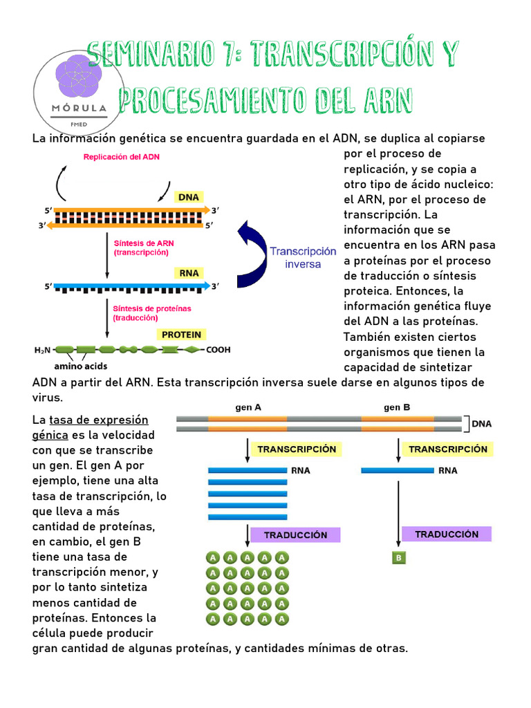 Procesos de Transcripción y ARN | PDF | Rna | Adn