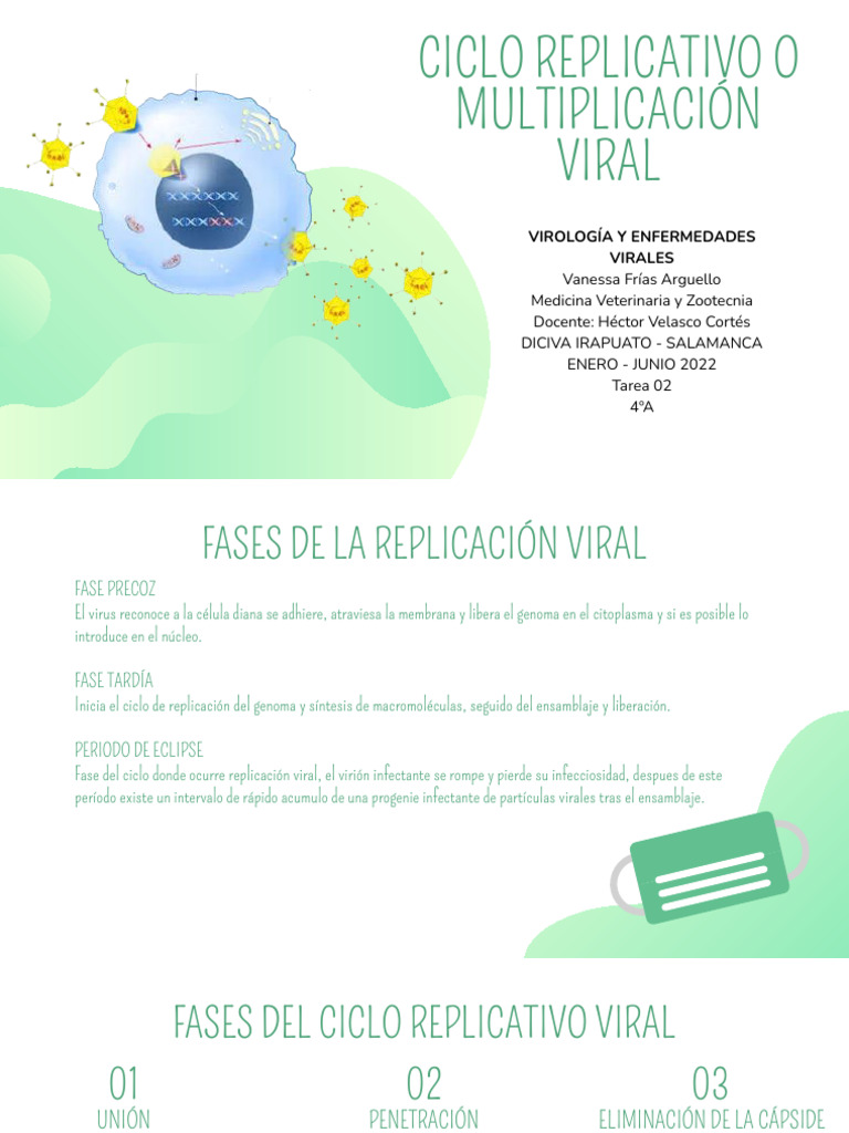 T3 - Ciclo Replicativo | PDF | Bacteriófago | Virus