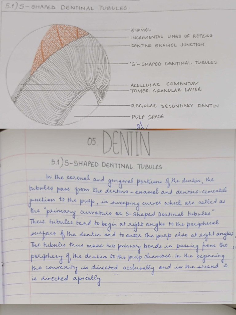 Dentin | PDF