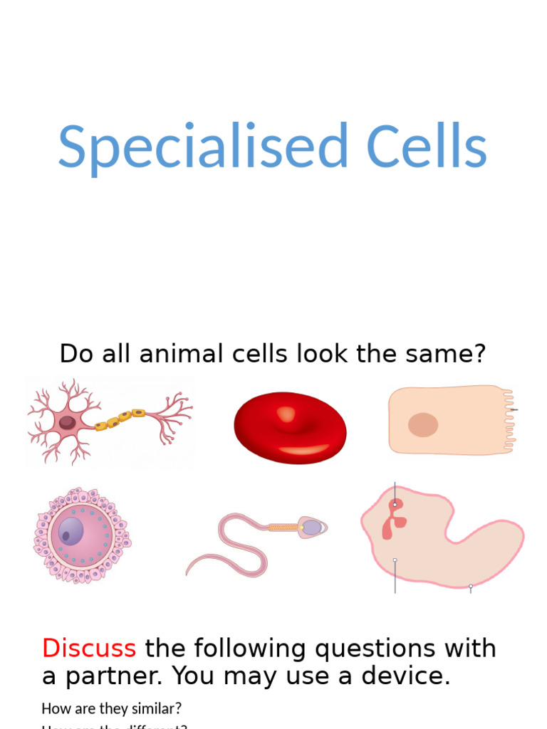 Specialised Cells | PDF