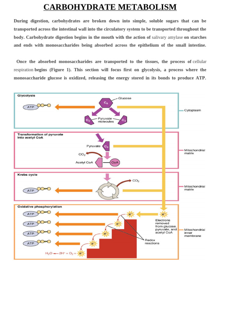 Cabohydrate Metabolism Notes | PDF | Cellular Respiration | Citric Acid ...