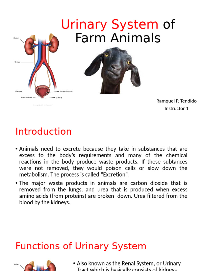Urinary System Functions in Farm Animals | PDF | Kidney | Urinary System