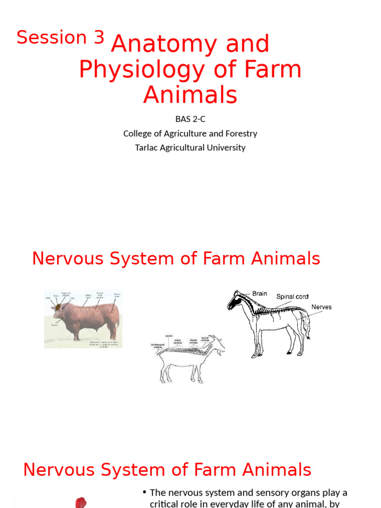 Nervous System of Farm Animals Explained | PDF | Senses | Ear