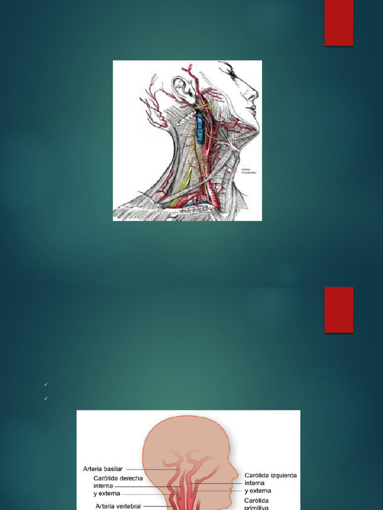 Anatomía de la Arteria Carótida Primitiva | PDF | Aorta | Arteria ...