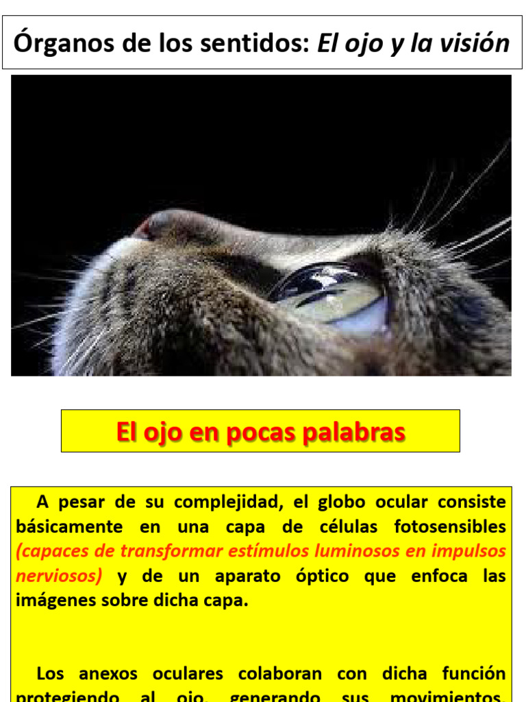 Estructura y Función del Ojo Humano | PDF | Percepción visual | Ojo