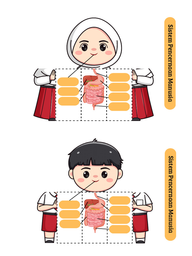 Sistem Pencernaan Manusia | PDF