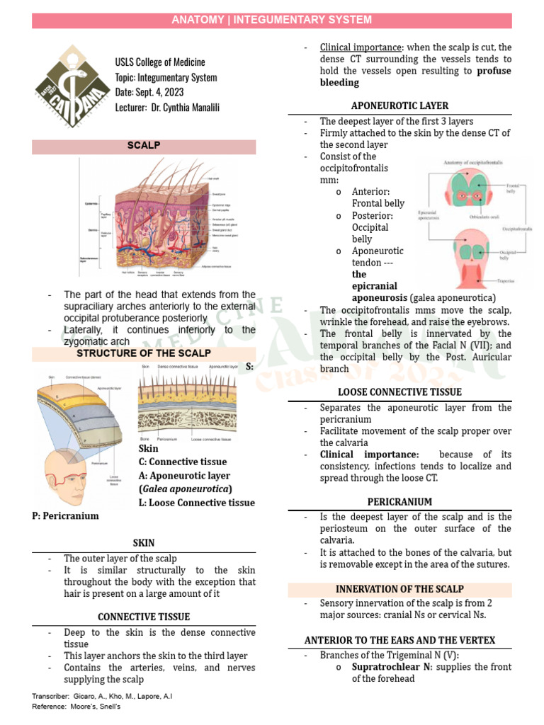 Integumentary System - Docx 2 | PDF | Skin | Epidermis