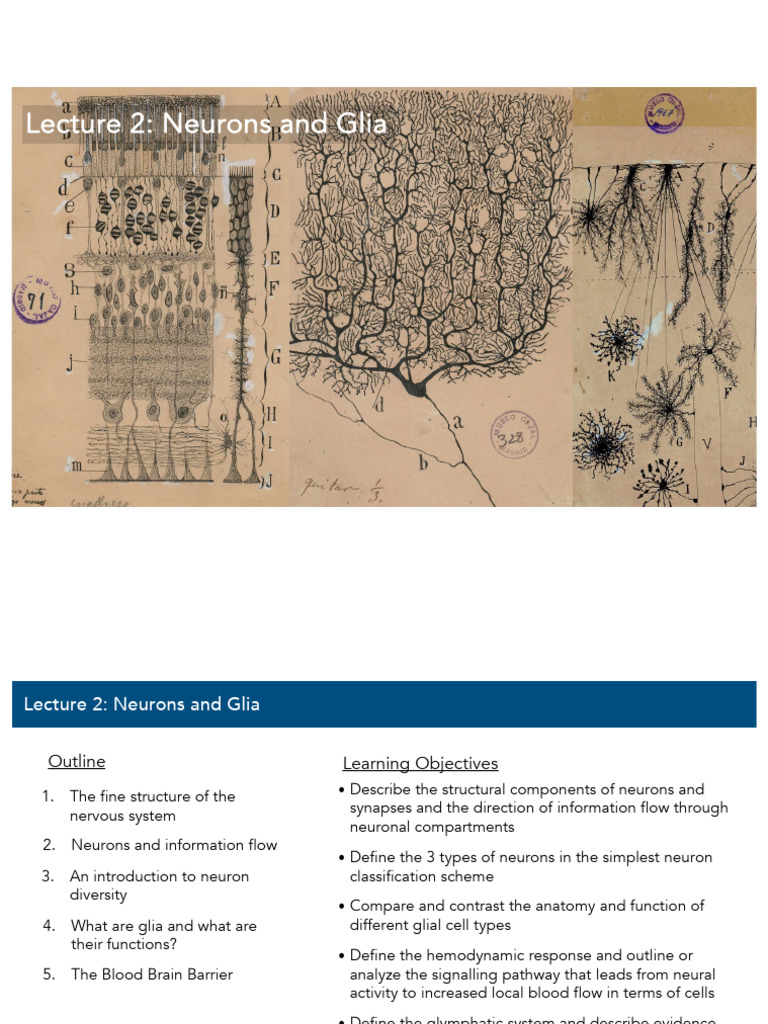 BIOL371 WT2 Lecture02 Neurons and Glia (1) | PDF | Neuron | Axon