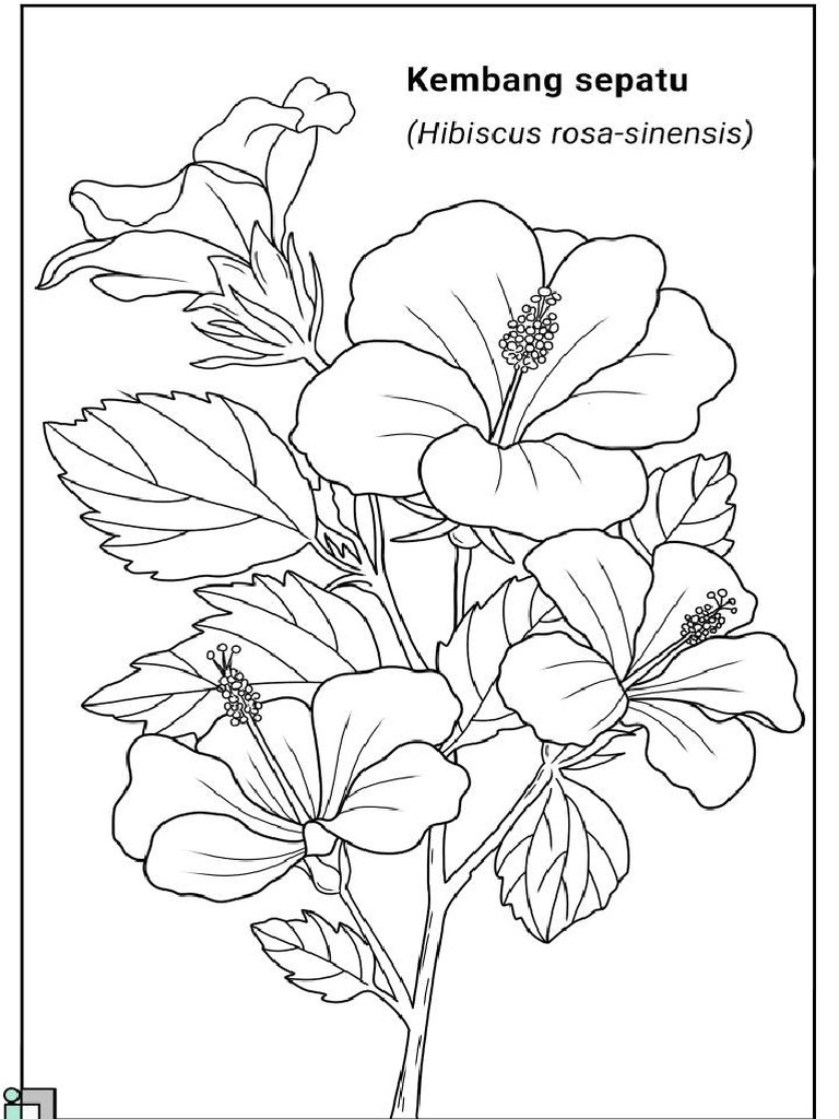 Kumpulan gambar mewarnai tema flora Indonesia | PDF