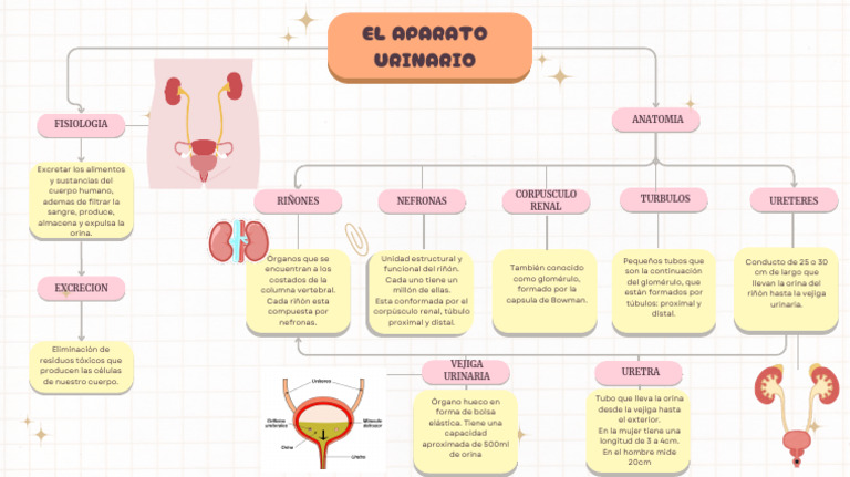 Mapa Conceptual El Aparato Urinario Bases Anatomicas | PDF | Riñón | Sistema urinario