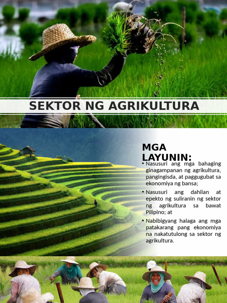 Sektor NG Agrikultura | PDF