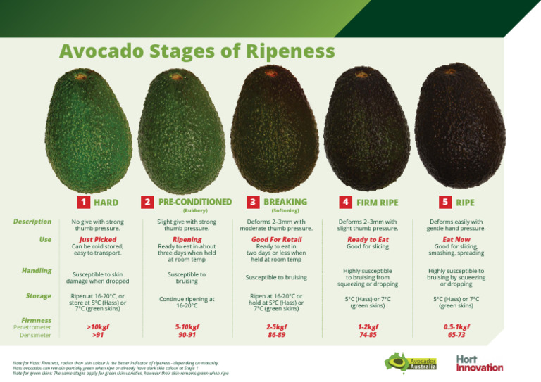 Avocado Stages of Ripeness Chart | PDF | Avocado | Edible Fruits