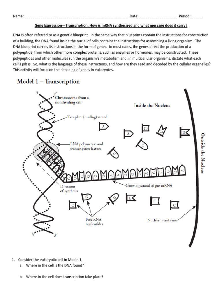 Transcription and Translation Worksheet | PDF | Messenger Rna ...
